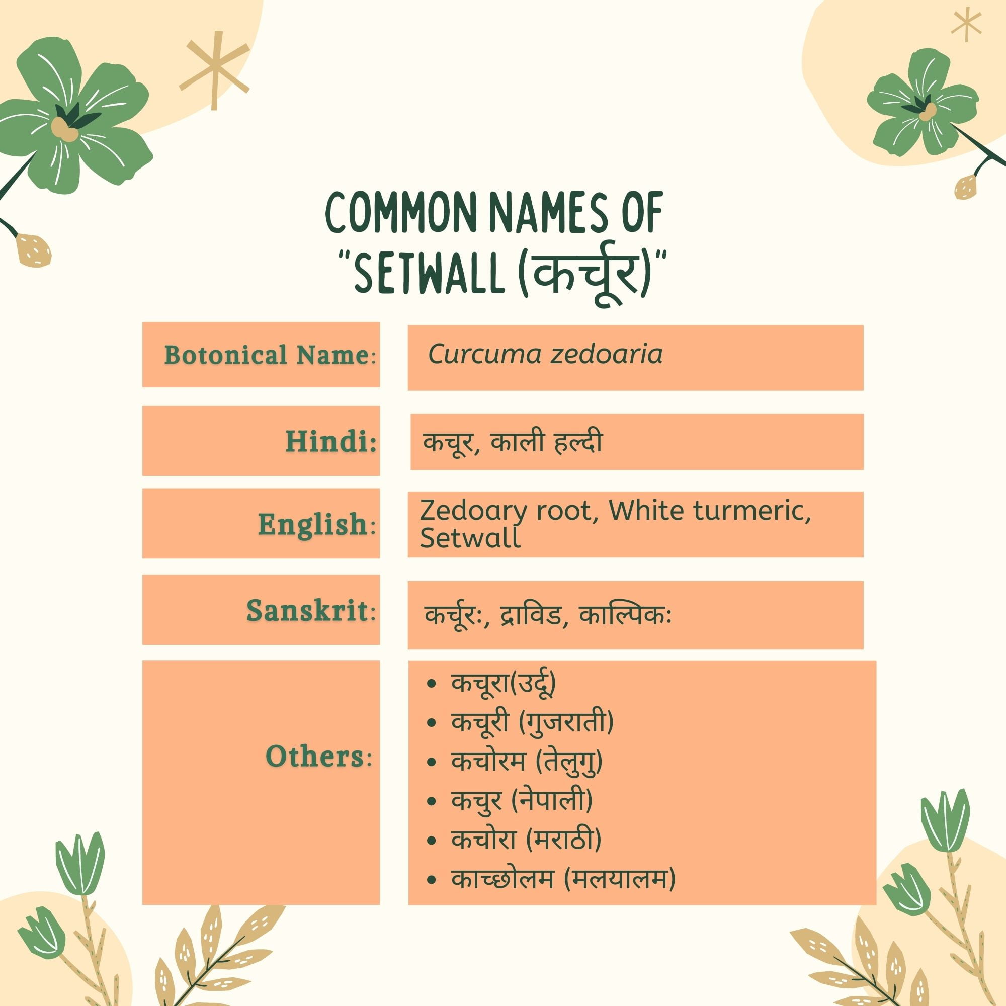 कर्चूर (Kachur) (White Termeric) : अदरक और हल्दी दोनों के गुण है इसमें..