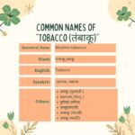 तंबाकू (Tambaku) — Herbal Arcade