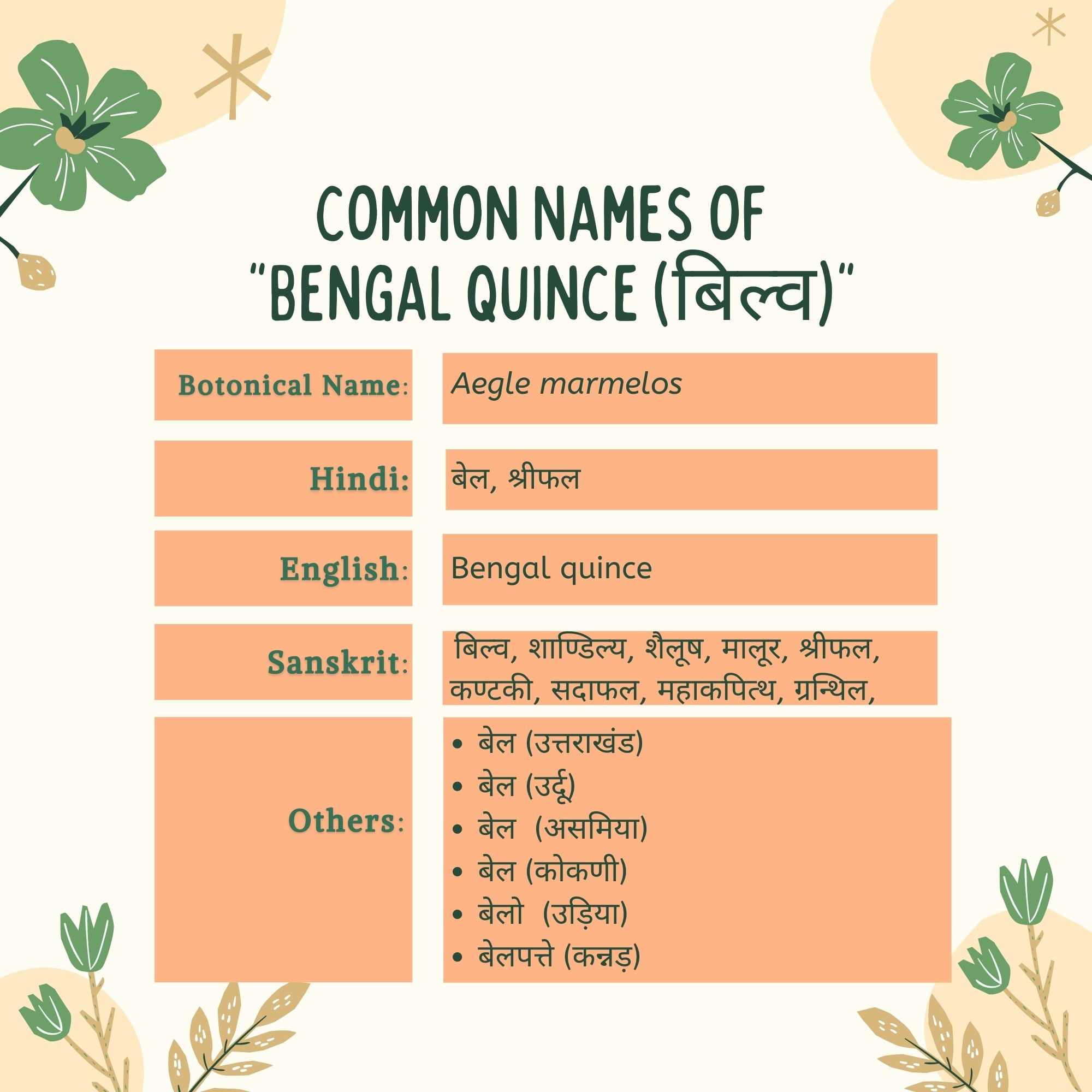 बेल (Bel) — Herbal Arcade