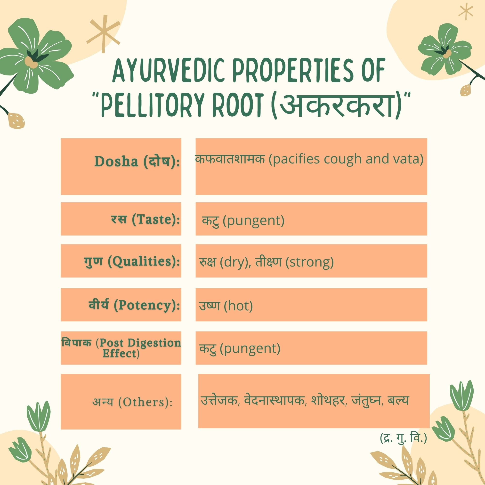 अकरकरा (Akarkara): जीभ पर रखते ही काम शुरू कर देती है (Benefits...