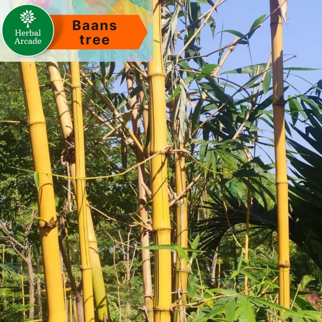बांस (Baans) — Herbal Arcade