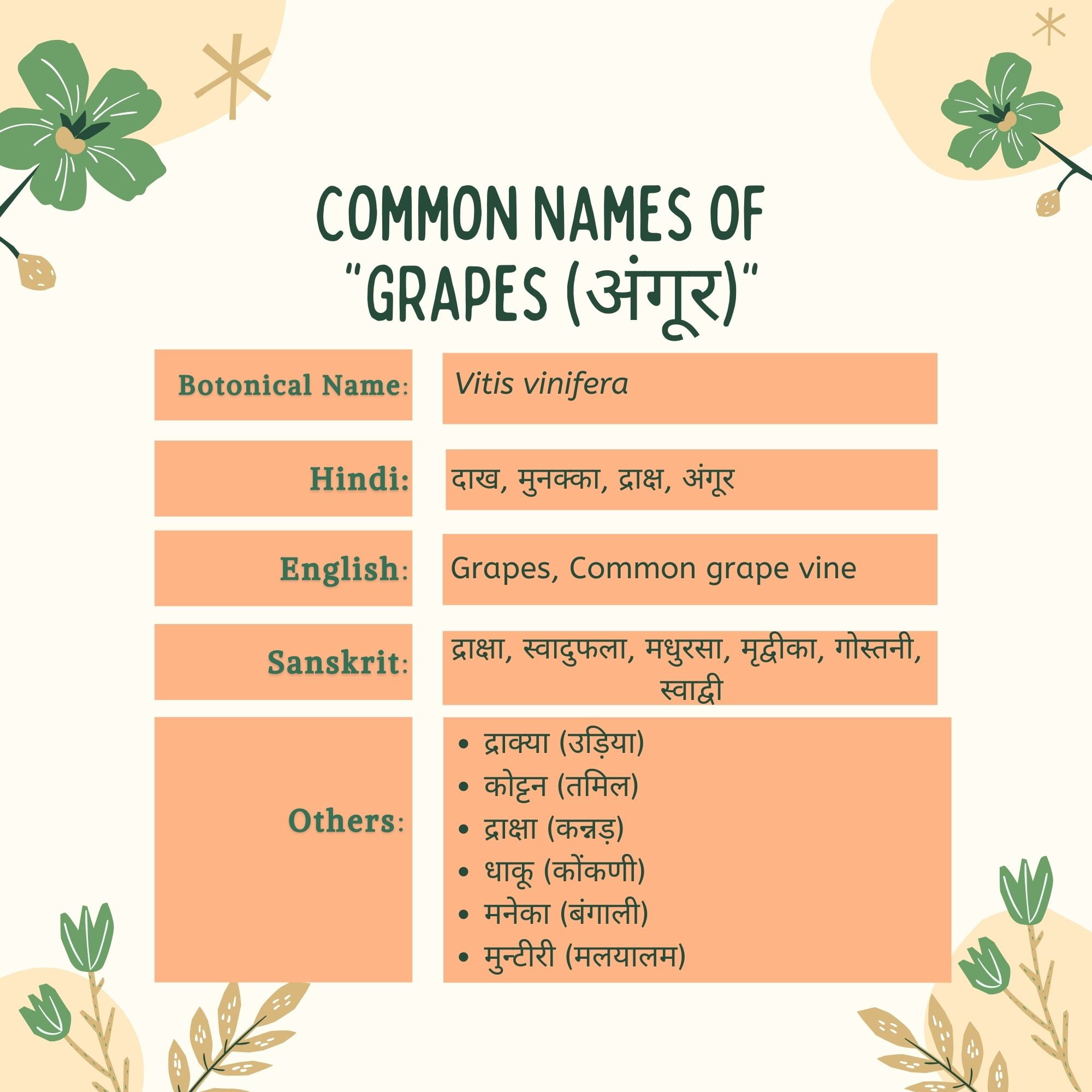 अंगूर (Angoor) — Herbal Arcade