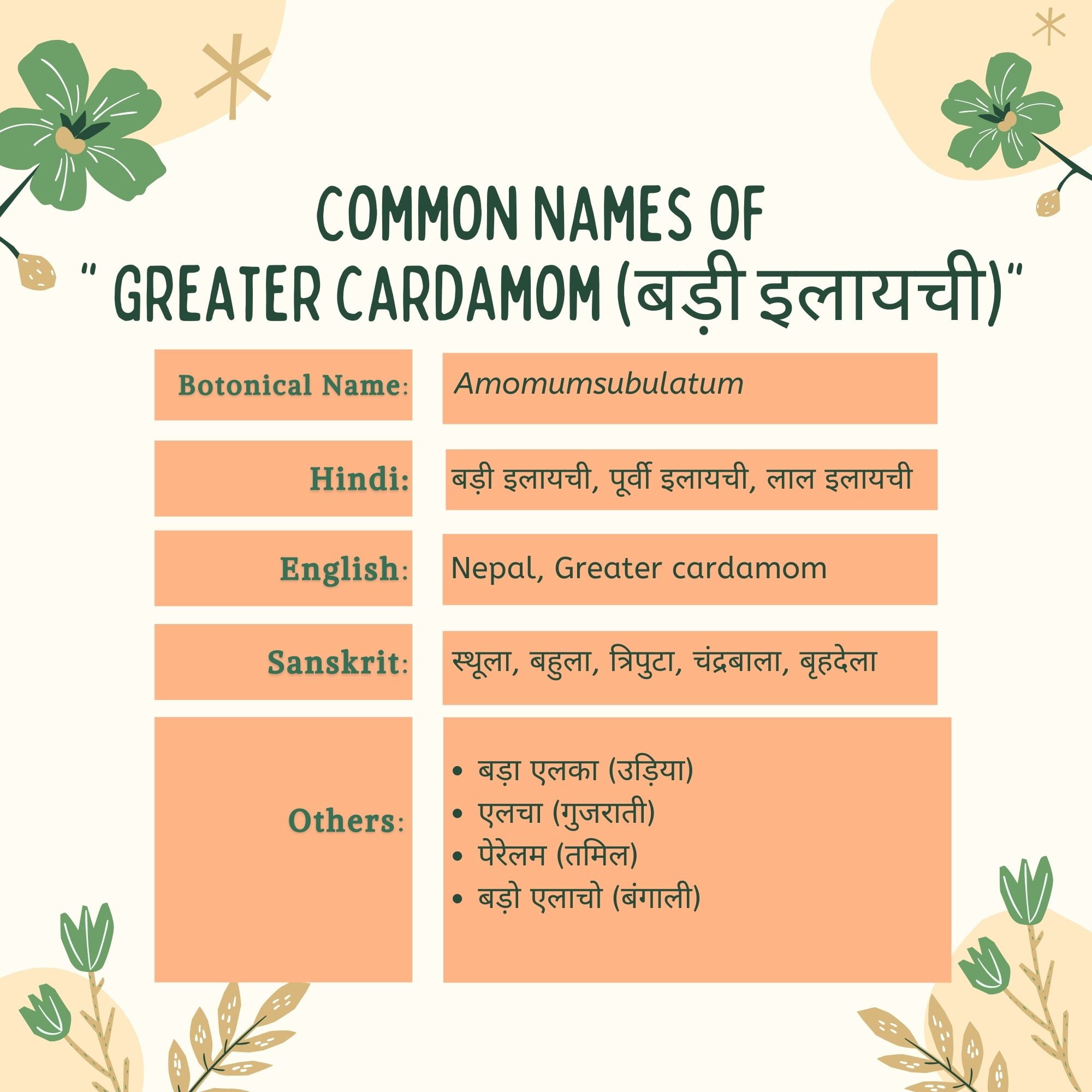 बड़ी इलायची (Badi Elaichi): बेहतर स्वास्थ्य से लेकर स्वाद तक बहुत गुणकारी