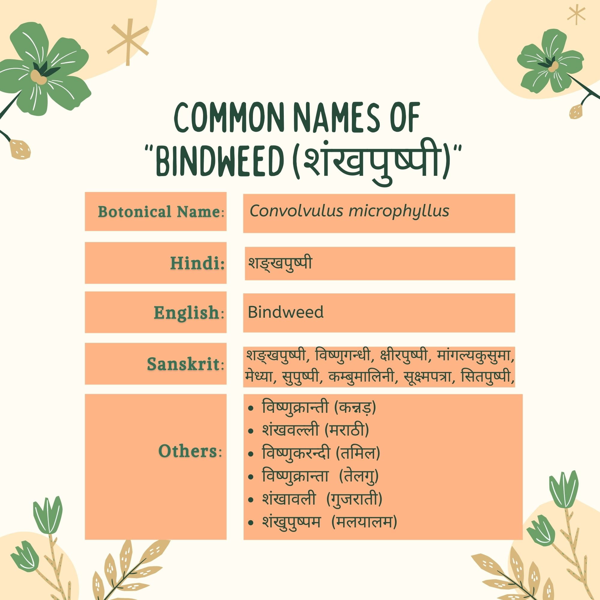 शंखपुष्पी (Shankhpushpi) — Herbal Arcade