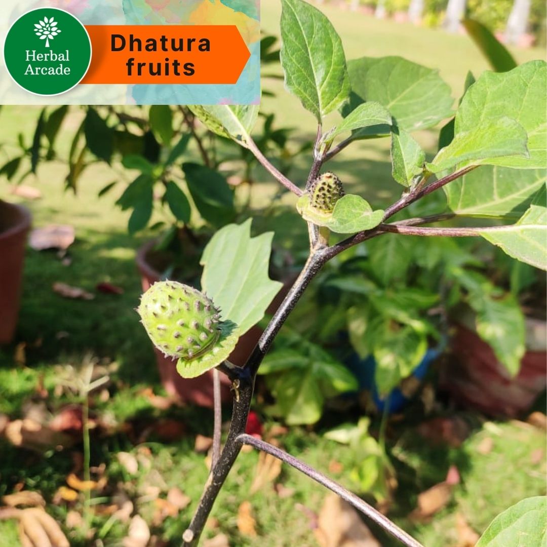धतूरा (Dhatura) — Herbal Arcade