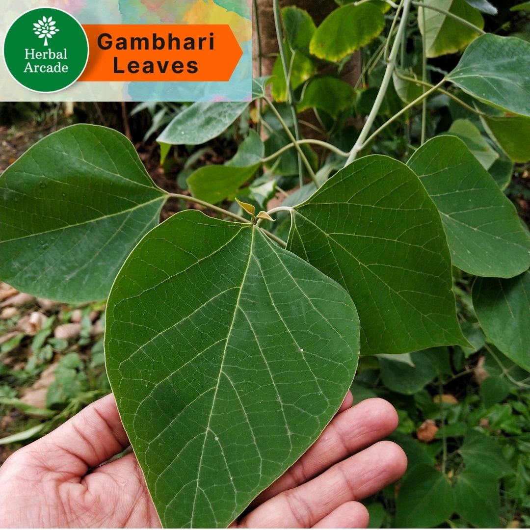 गंभारी (Gambhari) — Herbal Arcade