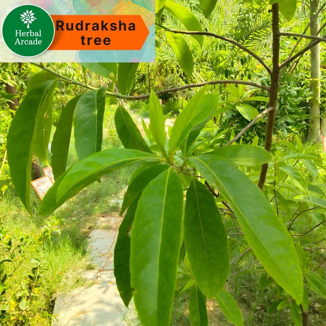 रुद्राक्ष (Rudraksha) — Herbal Arcade