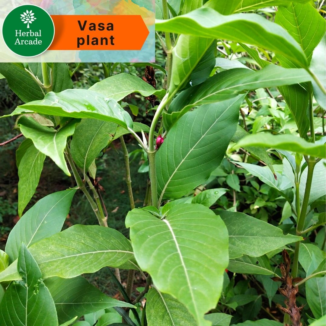 वासा (Vasa): अडूसा के 25 आश्चर्यजनक फायदे | परिचय | फायदे | उपयोग...