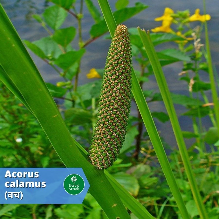 वच (Vach) — Herbal Arcade