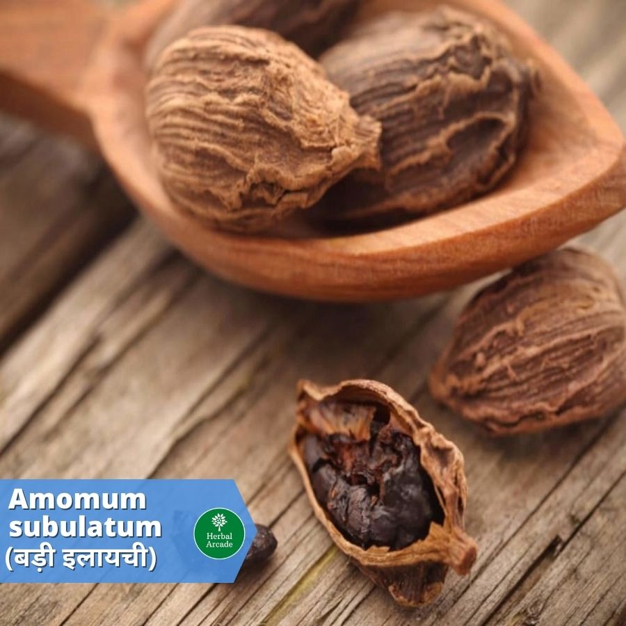 बड़ी इलायची (Badi Elaichi): बेहतर स्वास्थ्य से लेकर स्वाद तक बहुत गुणकारी