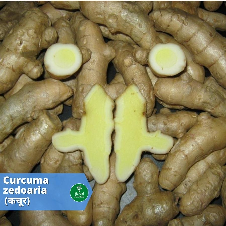 कर्चूर (Kachur) (White Termeric) : अदरक और हल्दी दोनों के गुण है इसमें..