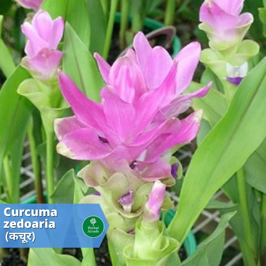 कर्चूर (Kachur) (White Termeric) : अदरक और हल्दी दोनों के गुण है इसमें..