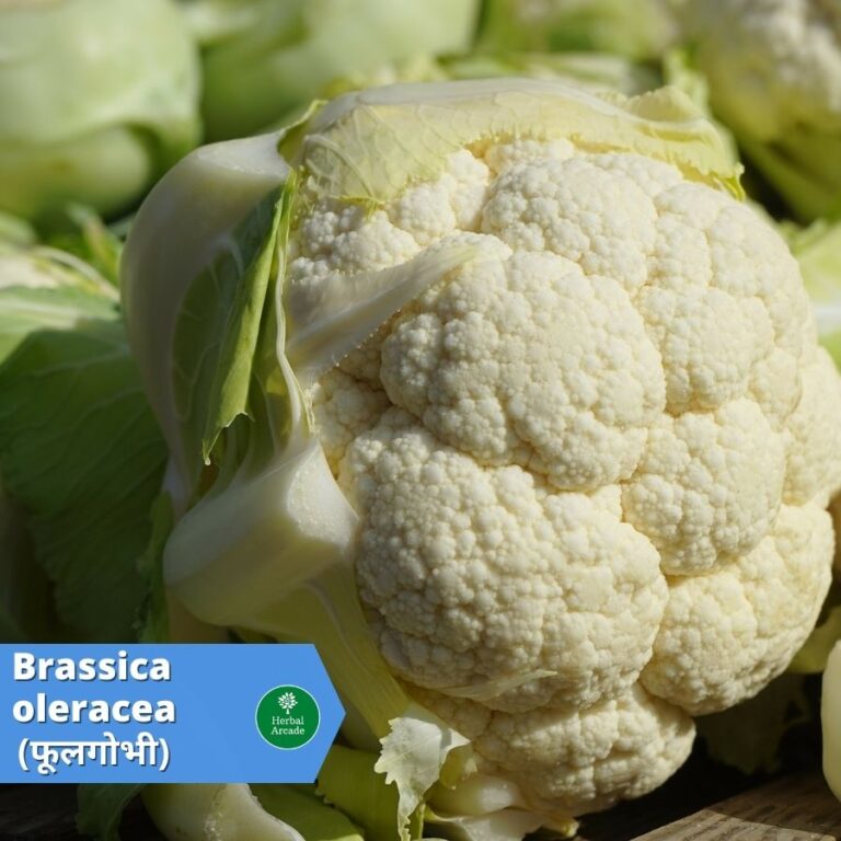 12 Benefits of Akarkara (Anacyclus Pyrethrum) — Herbal Arcade