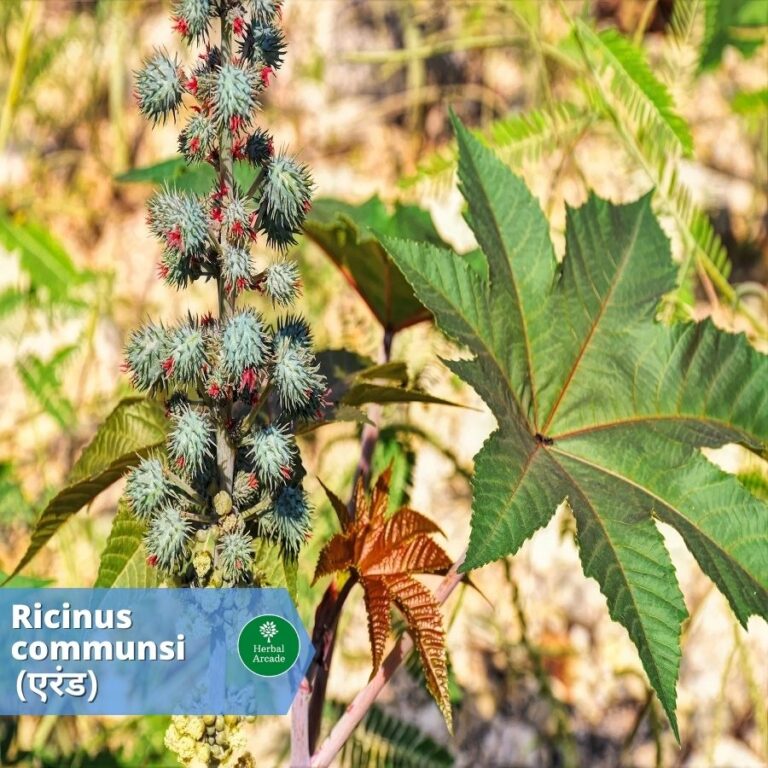 तरबूज (Tarbuj) — Herbal Arcade