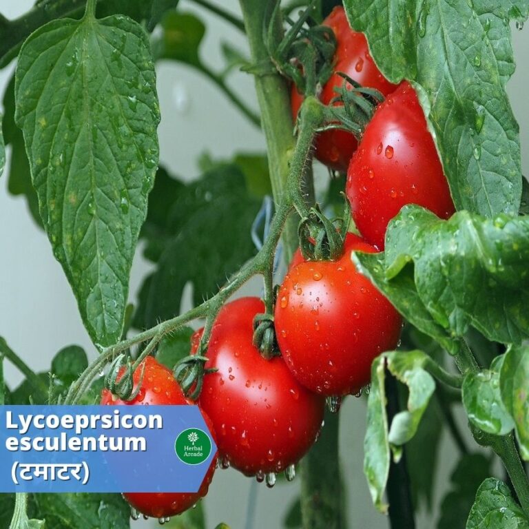 12 Benefits of Akarkara (Anacyclus Pyrethrum) — Herbal Arcade