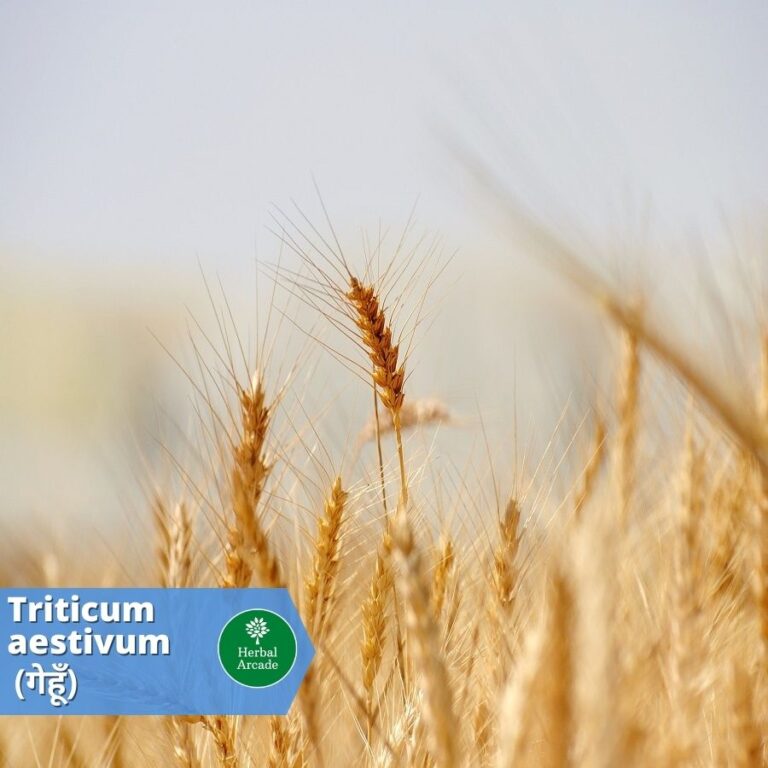 गेहूं (Wheat) — Herbal Arcade