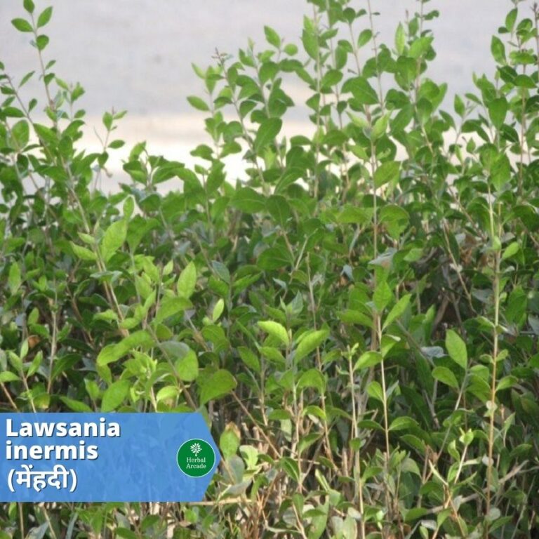 12 Benefits of Akarkara (Anacyclus Pyrethrum) — Herbal Arcade